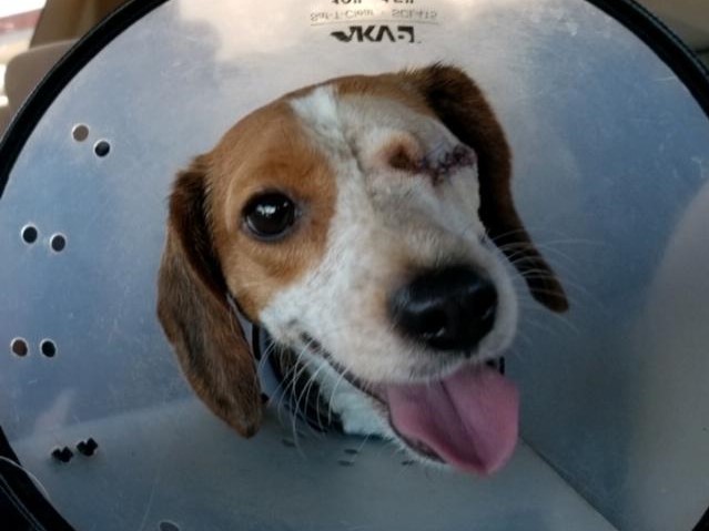 Angie and Arlene - Bonded Pair - Adopted March 2020 | BrewBeagles