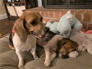 Bobbin and Bumblebee (Bonded Pair) - Adopted September 2020 | BrewBeagles