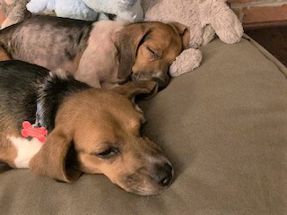 Bobbin and Bumblebee (Bonded Pair) - Adopted September 2020 | BREW Beagles