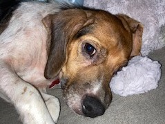 Bobbin and Bumblebee (Bonded Pair) - Adopted September 2020 | BREW Beagles