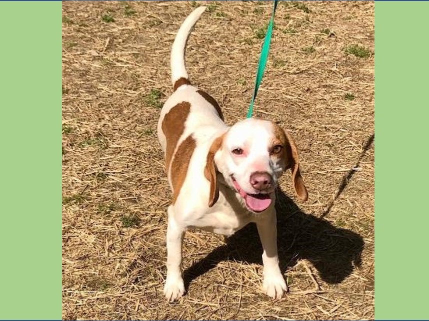 Decker - Adopted August 2022 | BrewBeagles