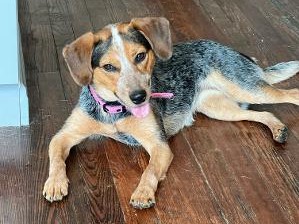 Ruby - Adopted May 2022 | BrewBeagles