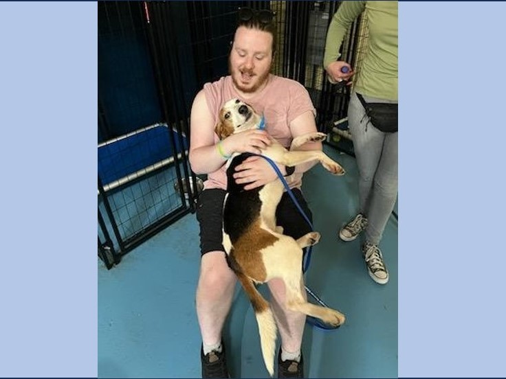 Alphy - Adopted March 2024 | BrewBeagles
