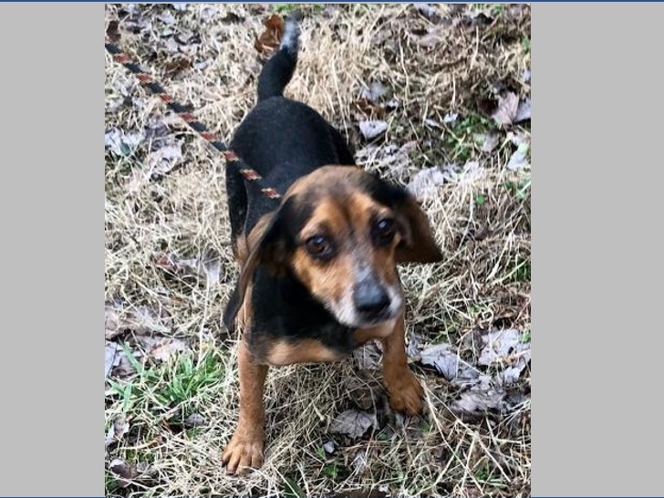 Matina | BrewBeagles