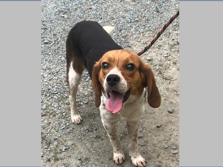 Zay - Adopted June 2023 | BrewBeagles