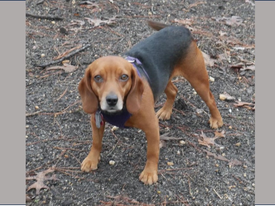Tauvia - Adopted March 2024 | BrewBeagles