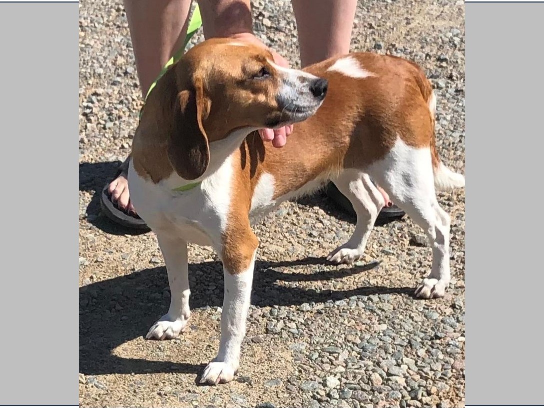 Bea - Adopted June 2024 | BrewBeagles