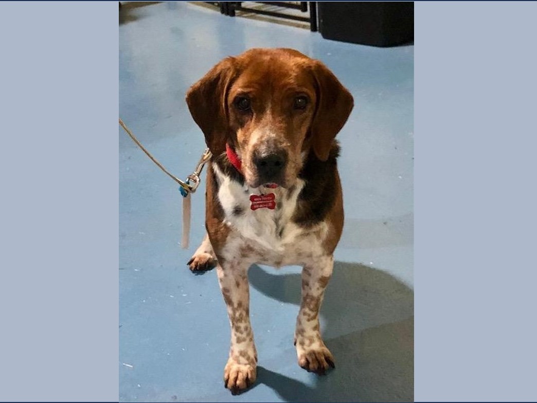 Geordi - Adopted April 2025 | BrewBeagles