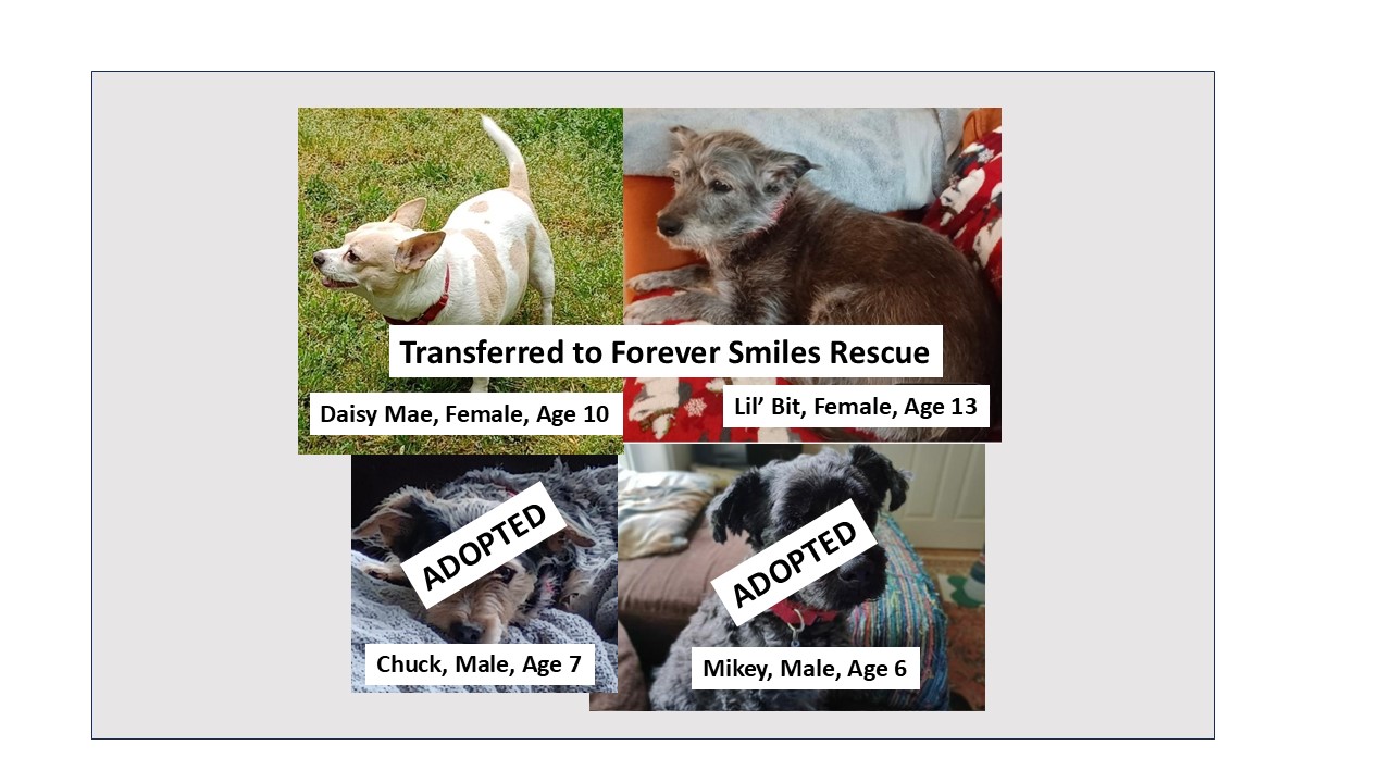 Courtesy Post - Help for Closing Rescue (3 Small Dogs Available ...