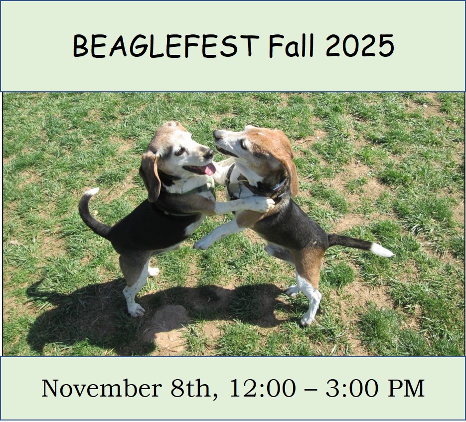 Beaglefest & Adoption Day Fall 2025 - Manassas Park, VA | BrewBeagles