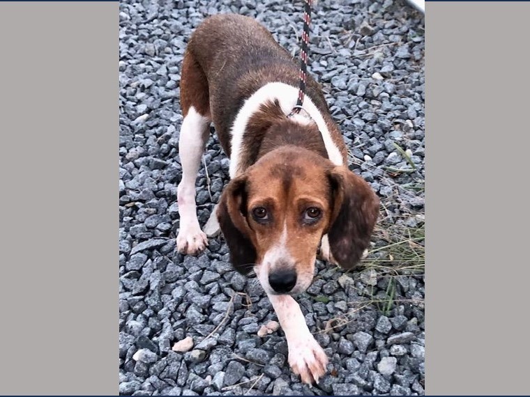 Olive Mae - Adopted December 2025 | BrewBeagles
